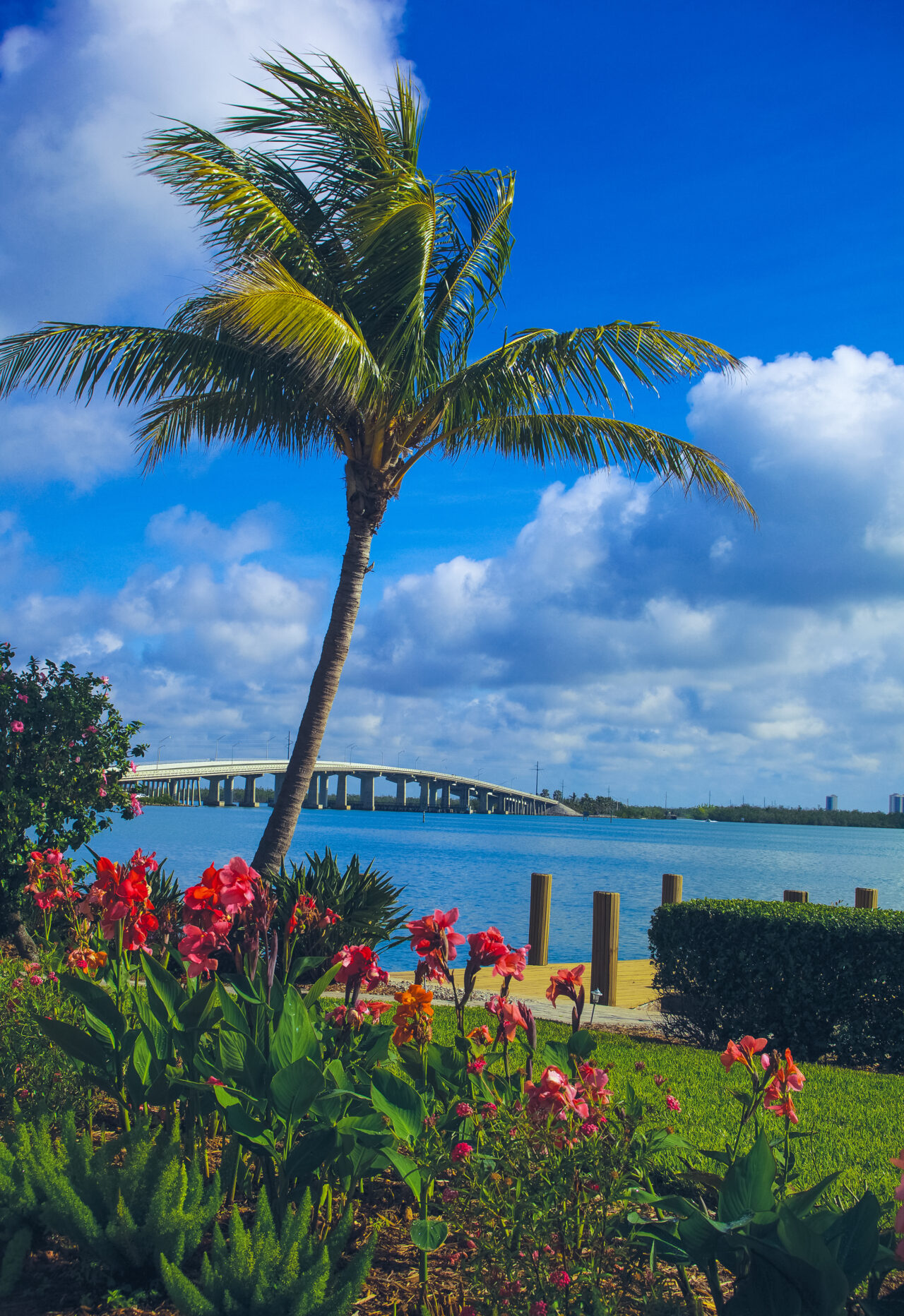 About CGC | Calusa Garden Club of Marco Island